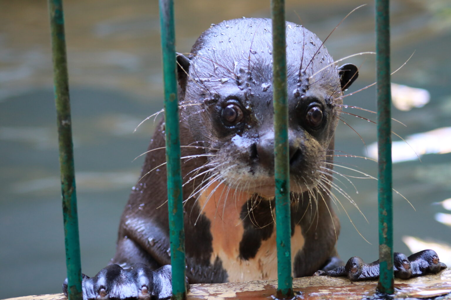 Bosque da Ciência do Inpa reabre para visitação do público